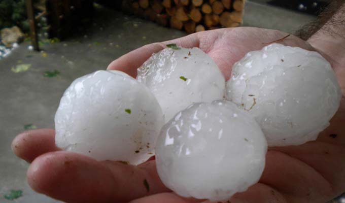 Siliana: La grêle détruit plusieurs hectares de récoltes | Directinfo