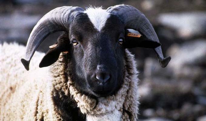 Aid El Kebir: Portraits de moutons | Directinfo