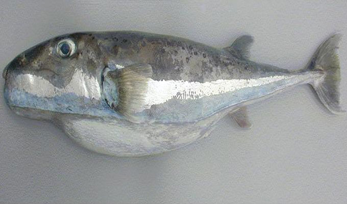 Poisson-lapin, poisson mortel | Directinfo